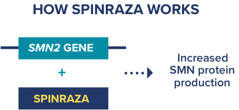 How SPINRAZA® (nusinersen) Works