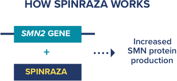 How SPINRAZA® (nusinersen) Works